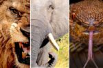Most Dangerous Animals In The World In 2025