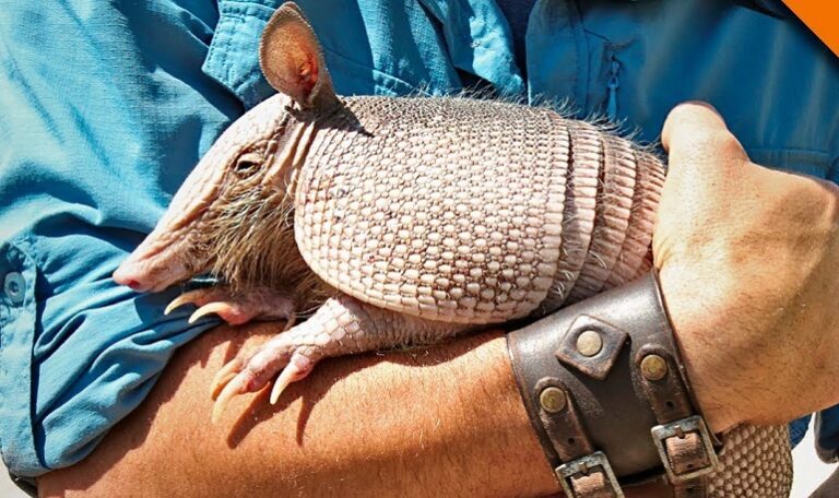 Armadillo Animal Information - Mammal With A Shell!