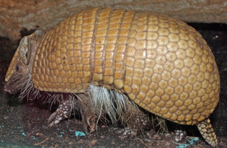 Armadillo Animal Information - Mammal With A Shell!