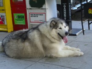 How Much Does It Cost To Own A Dog In 2025