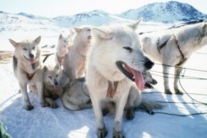 Interesting Statistics About The Most Popular Pets In UK