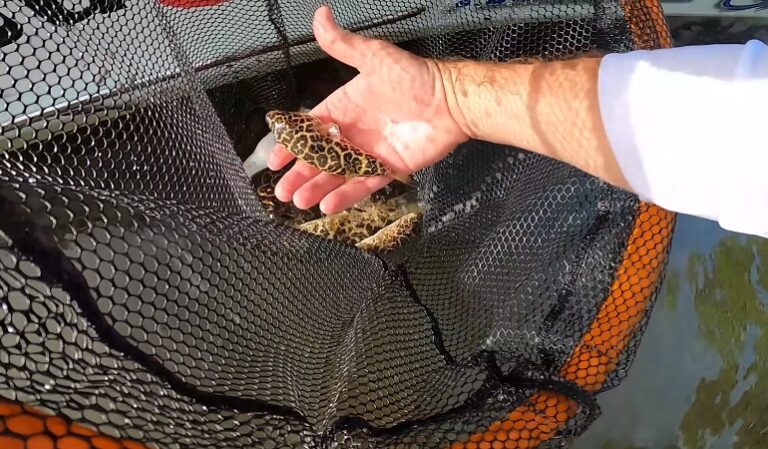 Blowfish - Amazing Facts About The Legendary Puffer Fish!