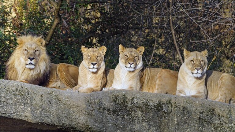 Lion - All You Need To Know About The King Of The Beasts!!