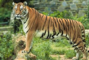 Tiger – Amazing Facts Of The Majestically Ferocious Animal