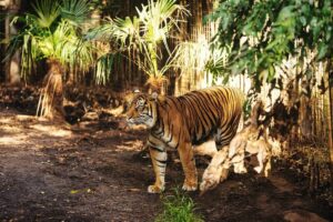 Tiger – Amazing Facts Of The Majestically Ferocious Animal