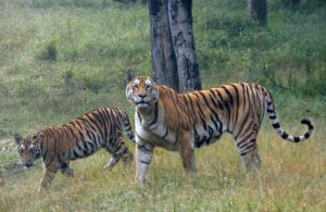 Animal Captivity Statistics – Heartwrenching Realities