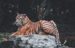Tiger – Amazing Facts Of The Majestically Ferocious Animal