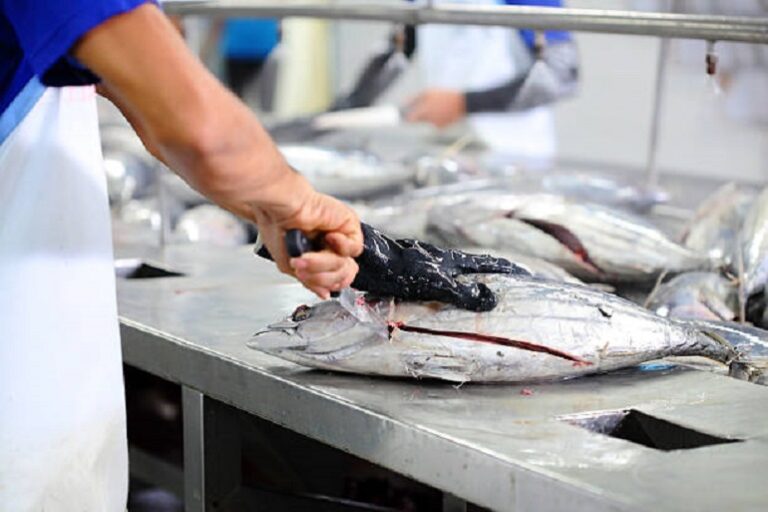 Overfishing Statistics – Global Perspective On Fish Stocks