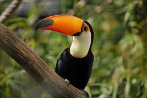 Toucan Bird - The Famous Colorful-Beaked Species