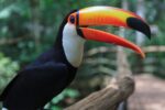 Toucan Bird - The Famous Colorful-Beaked Species