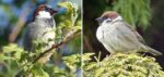 All About The Common Sparrows (Passer Domesticus)