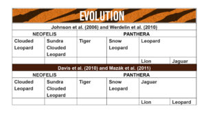 Lion - All You Need To Know About The King Of The Beasts!!