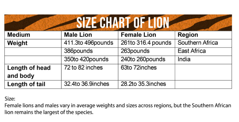Lion - All You Need To Know About The King Of The Beasts!!
