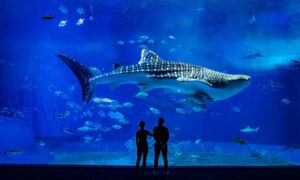 Overview Of The Enigmatic Whale Shark – The Largest Fish
