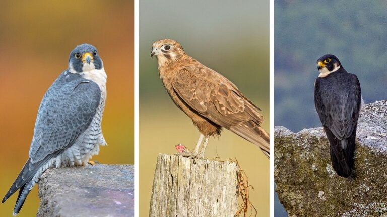 All About Falcon - How Is It Different From A Hawk?