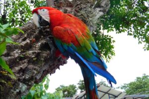 The Majestic Macaw Parrot – History, Taxonomy, And More
