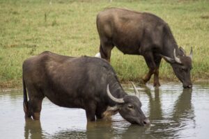 Water Buffalo - History & Unique Characteristics Explained