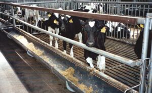 What Is Veal? The Dark Truth Behind This Controversial Meat