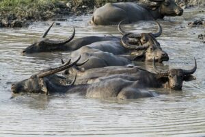 Water Buffalo - History & Unique Characteristics Explained