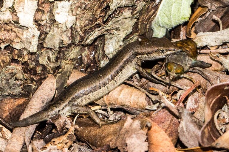 Are Skinks Poisonous? Decoding The Debate On Skink Poisoning