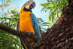 The Majestic Macaw Parrot – History, Taxonomy, And More