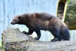 Wolverine Animal – Size, Diet, Traits & Some Amazing Facts!