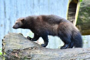 Wolverine Animal – Size, Diet, Traits & Some Amazing Facts!