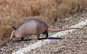Armadillo Animal Information - Mammal With A Shell!