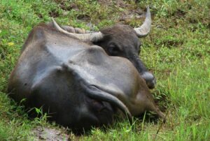 Water Buffalo - History & Unique Characteristics Explained