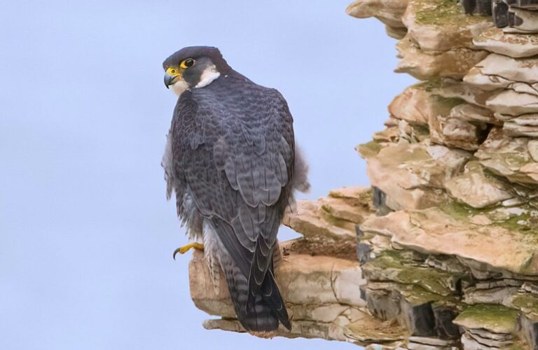 All About Falcon - How Is It Different From A Hawk?