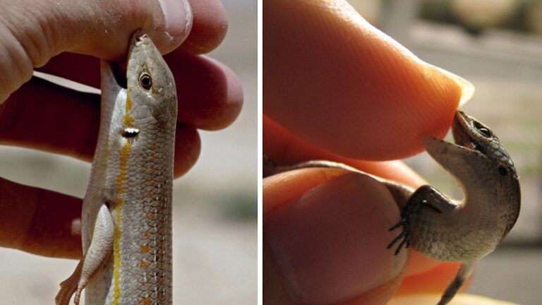 Are Skinks Poisonous? Decoding The Debate On Skink Poisoning