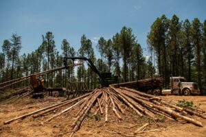 Devastating Deforestation Statistics: Impact Of Forest Loss