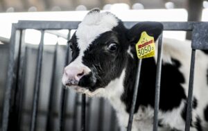 What Is Veal? The Dark Truth Behind This Controversial Meat