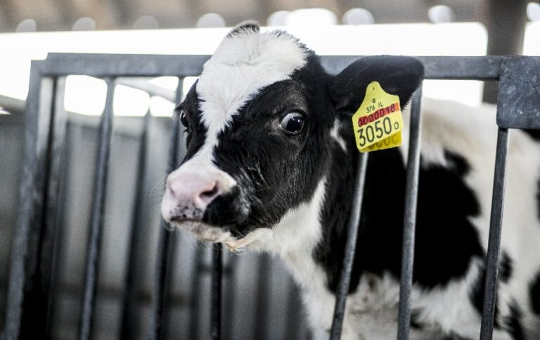 What Is Veal? The Dark Truth Behind This Controversial Meat