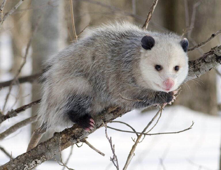 Opossum - Habitat, Classification, Types, And More