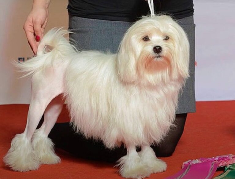 Lowchen - All About The Adorable Little Lion Dog