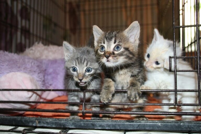 How Much Does A Cat Cost? Guide To Cat's Overall Expenses