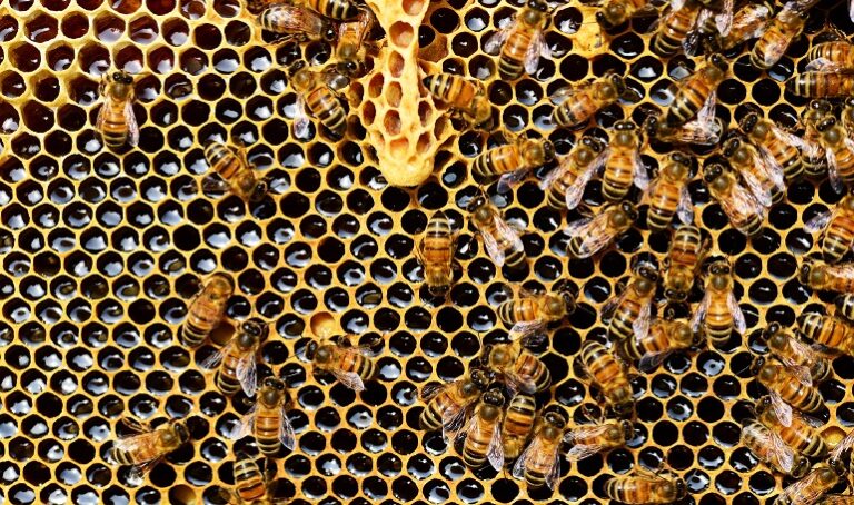 Interesting Facts About Bees That You Probably Didn’t Know
