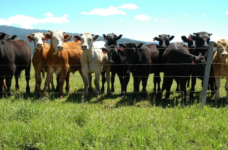 How Many Cows Are In The World? (Global Distribution Data)