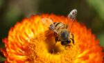 Bee Statistics And Facts You Should Know In 2025