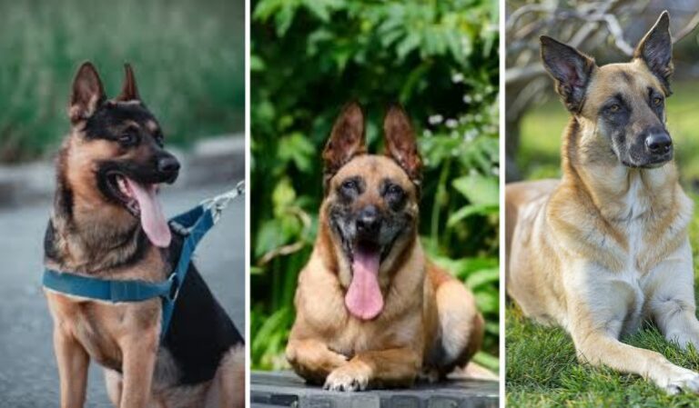 Belgian Malinois Dog Breed Infomation & Interesting Facts!!
