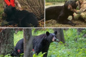 Black Bear - Classification, Behavior, Habitat, And More