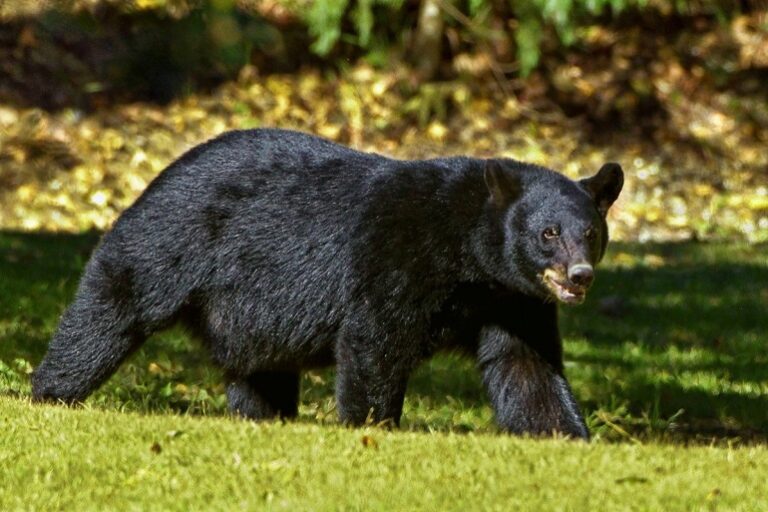 Black Bear - Classification, Behavior, Habitat, And More
