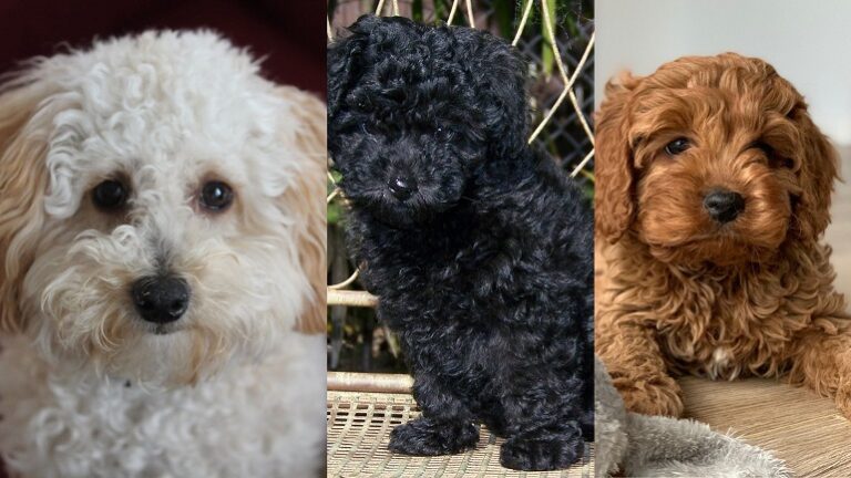 Toy Poodle | Adorable, Graceful, And Loyal - WAF