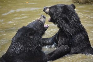 Black Bear - Classification, Behavior, Habitat, And More