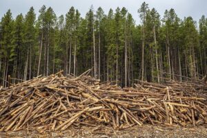 Devastating Deforestation Statistics: Impact Of Forest Loss