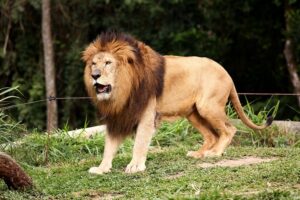 Lion - All You Need To Know About The King Of The Beasts!!
