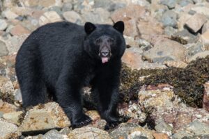 Black Bear - Classification, Behavior, Habitat, And More