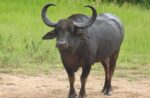 Water Buffalo - History & Unique Characteristics Explained