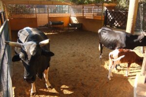 How Many Cows Are In The World? (Global Distribution Data)
